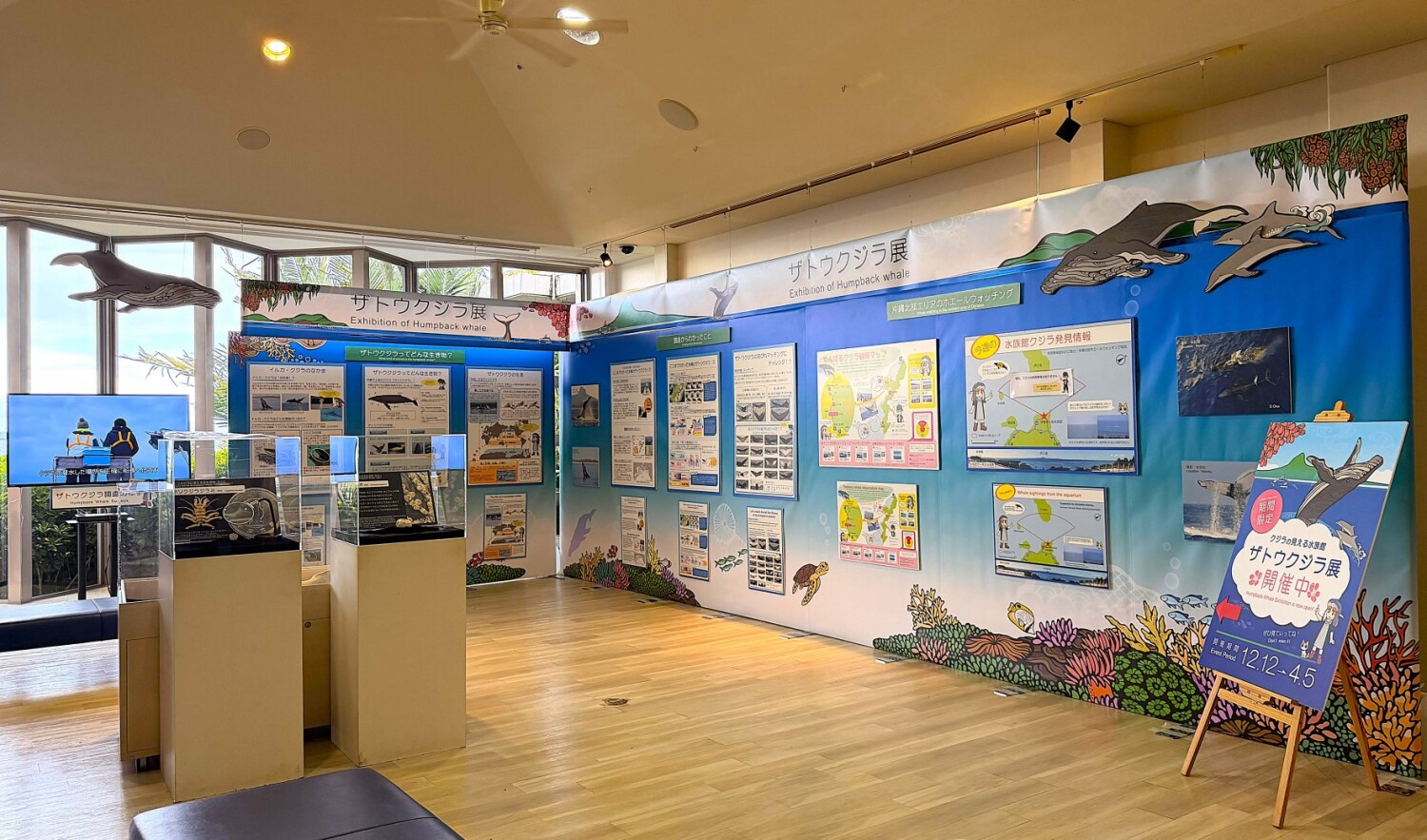 Humpback Whale Special Exhibition/Zamami Village Humpback Whale Photo ...