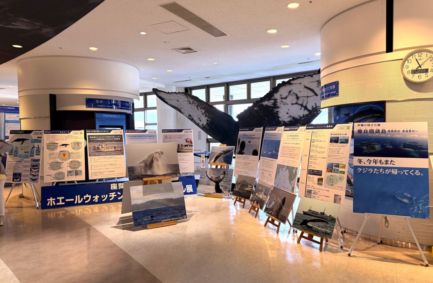 Humpback Whale Special Exhibition/Zamami Village Humpback Whale Photo ...